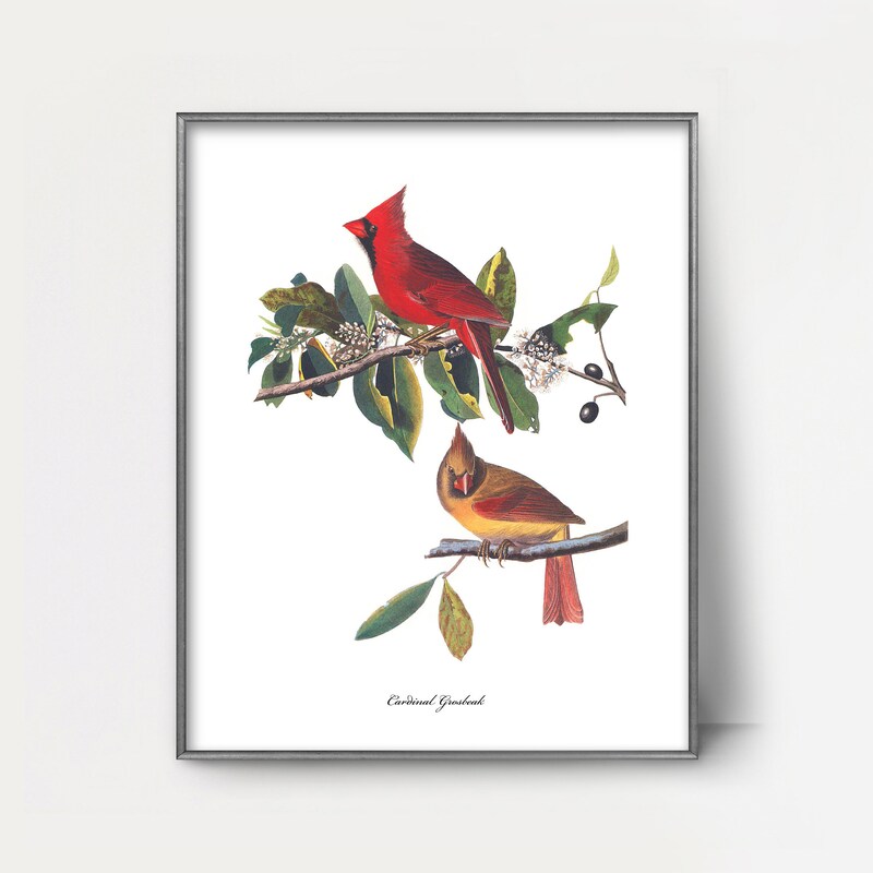 Cardinal Print - Etsy