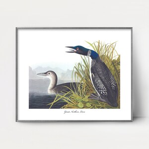Loon Prints - Etsy