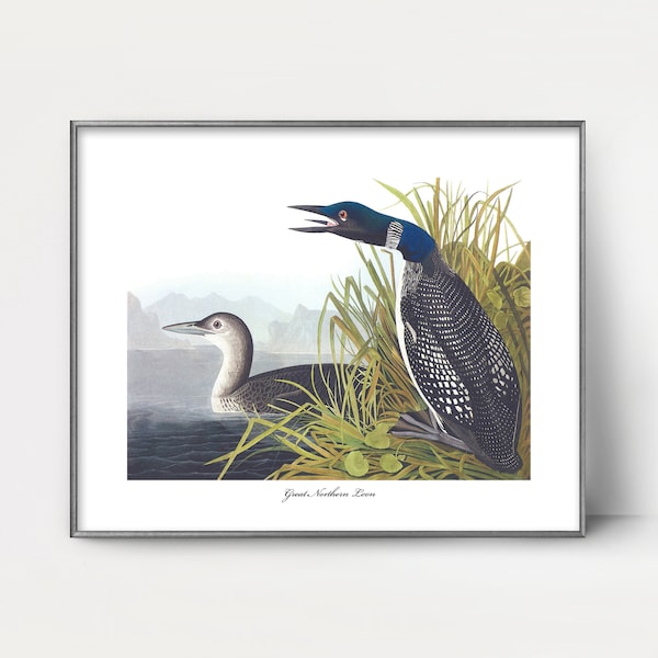 Loon Prints - Etsy