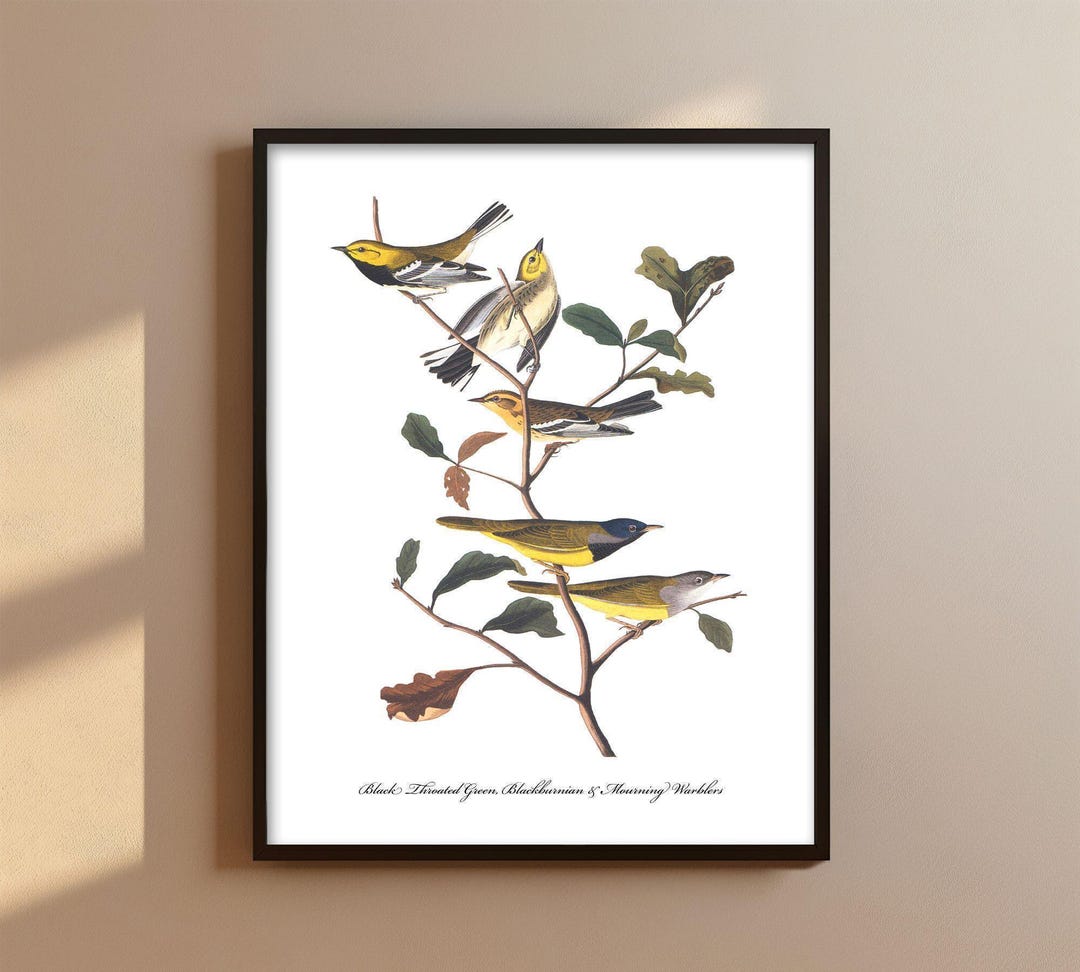 Perched Warblers Audubon Print - Backyard Bird Print, Warbler Wall Art ...