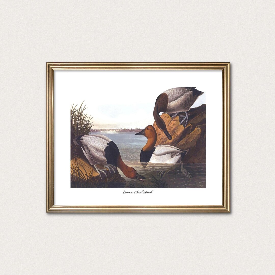 Canvasback Duck | Audubon Bird Art | Coastal Lodge & Study | Digital ...