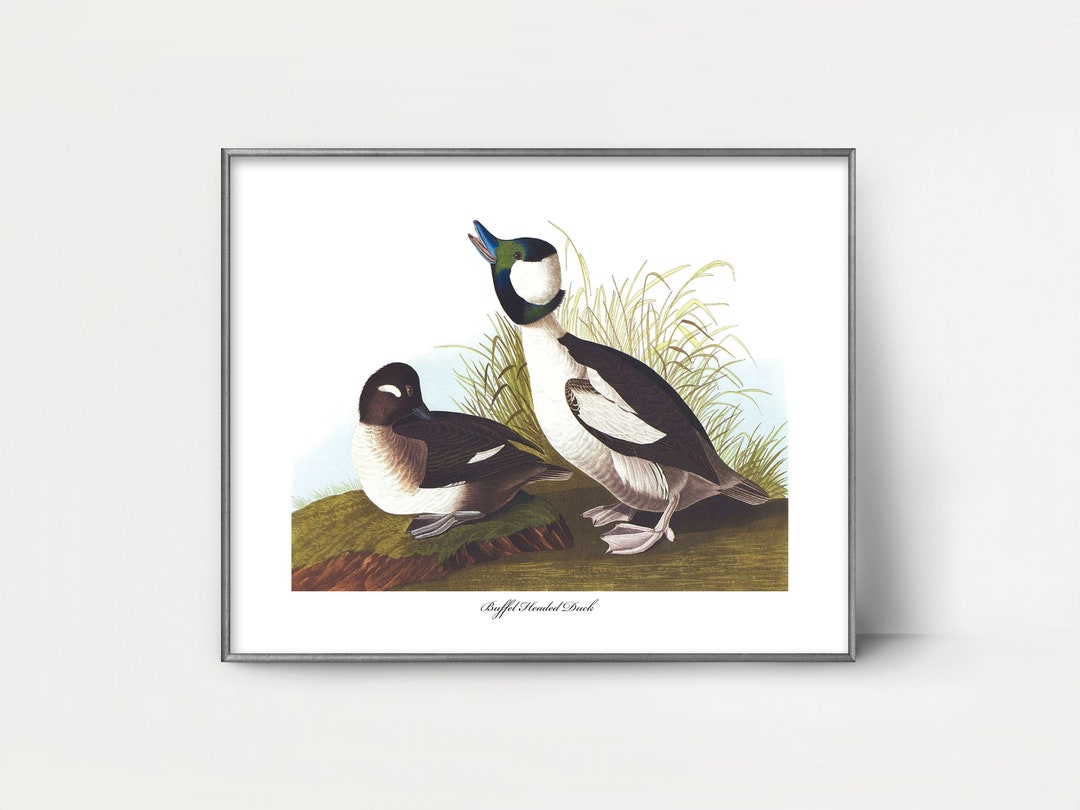 Bufflehead Duck Art Audubon Bird Print - Rustic Duck Print, Mens Wall ...