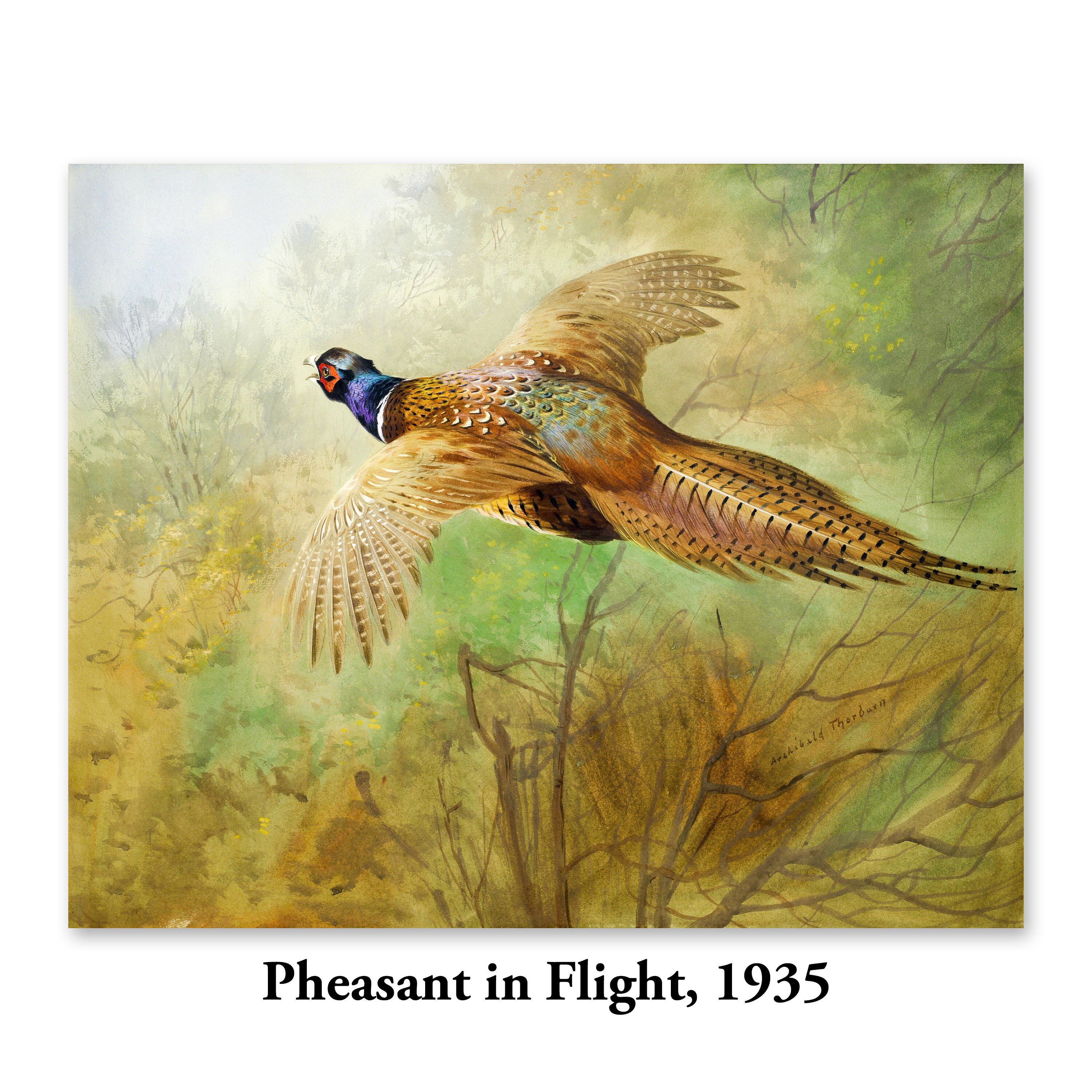 Pheasants Flying Art