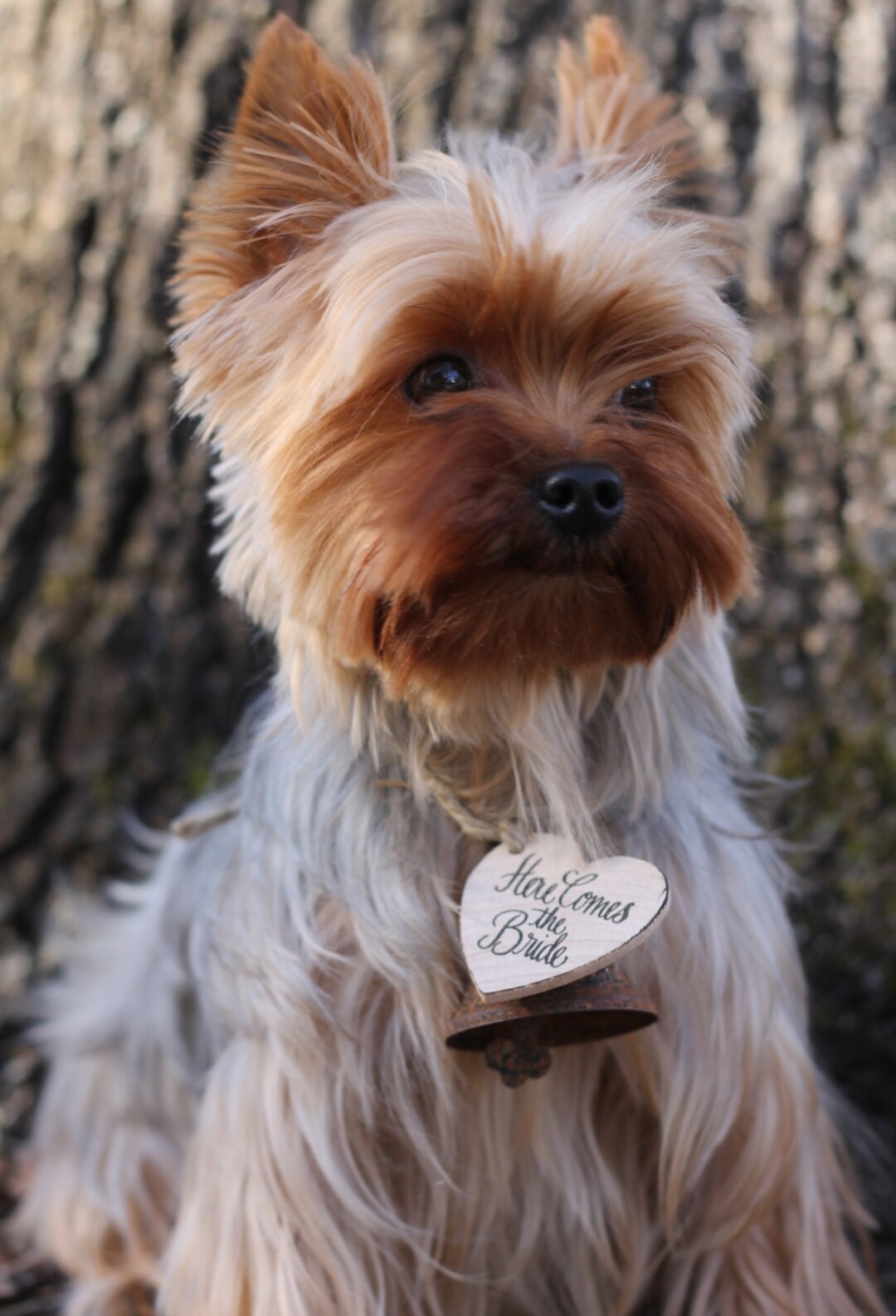 Puppy Here Comes the Bride Rustic Bell, Flower Girl Basket Addition ...