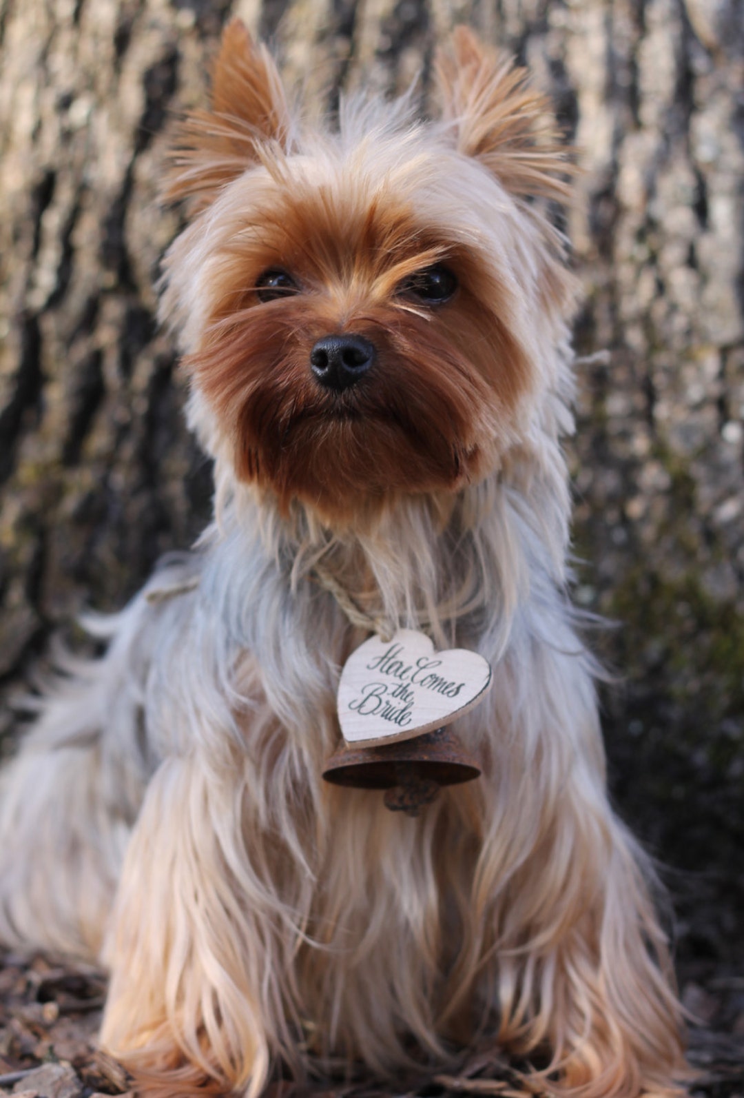 Puppy Here Comes the Bride Dog Bell Collar Here Comes My Mommy Brown ...