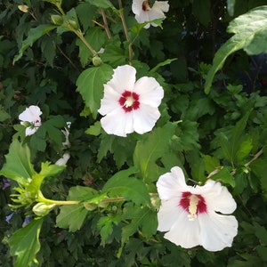 ROSE of SHARON, Hibiscus Syriacus, White Flowers - 6 Hardwood Cuttings ...
