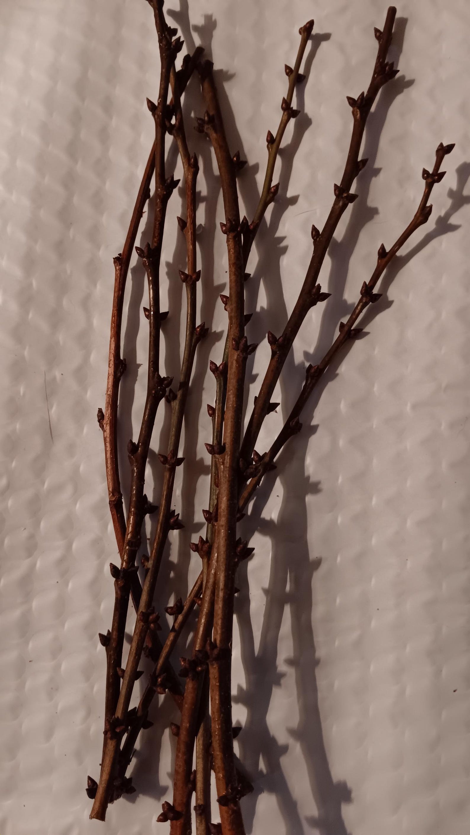 MOONGOLD APRICOT "moongold" Prunus Armeniaca,6 Hardwood Organic ...