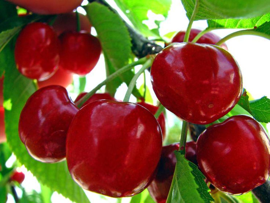 BING SWEET CHERRY ,prunus Avium - Hardwood Cuttings, Scion Wood-6 ...