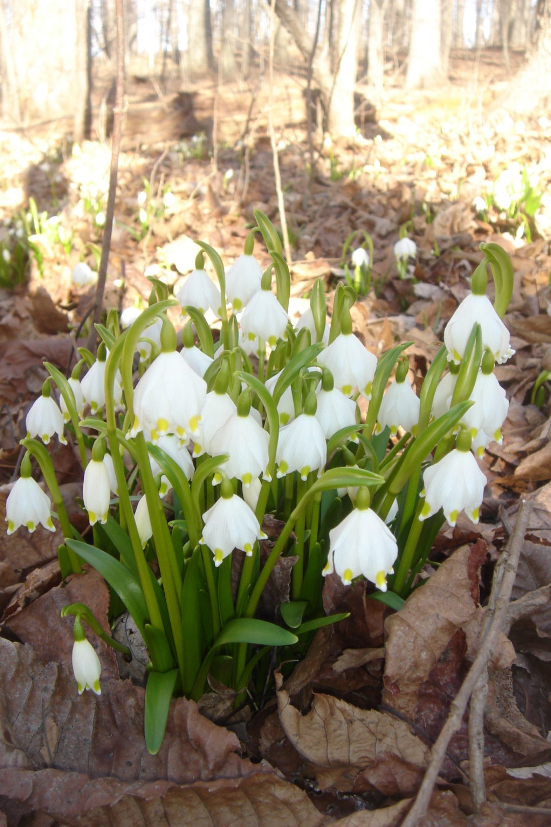 20 SPRING SNOWFLAKES SNOWDROPS Bulbs(leucojum Vernum). - Etsy