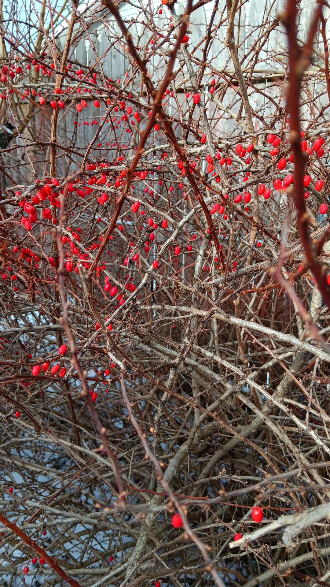 Japanese Barberry Cuttings: Berberis Thunbergii Scion Wood- Edible ...