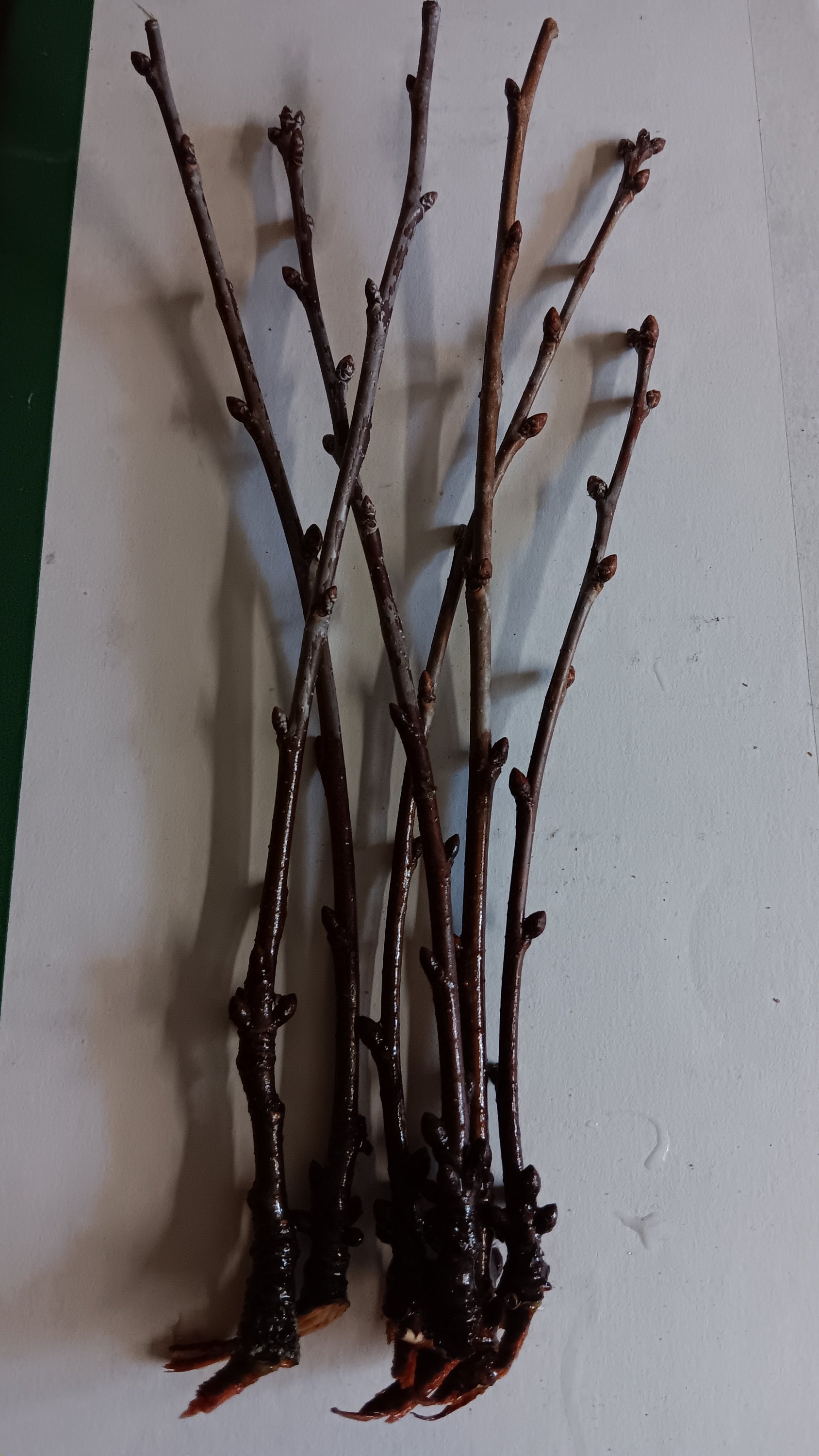 BLACK TARTARIAN SWEET Cherry ,prunus Avium - Hardwood Cuttings, Scion ...