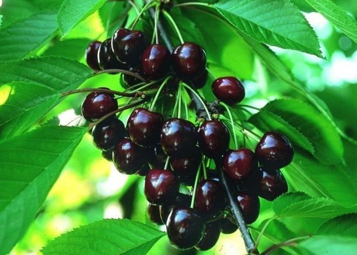 BLACK TARTARIAN SWEET Cherry ,prunus Avium - Hardwood Cuttings, Scion ...