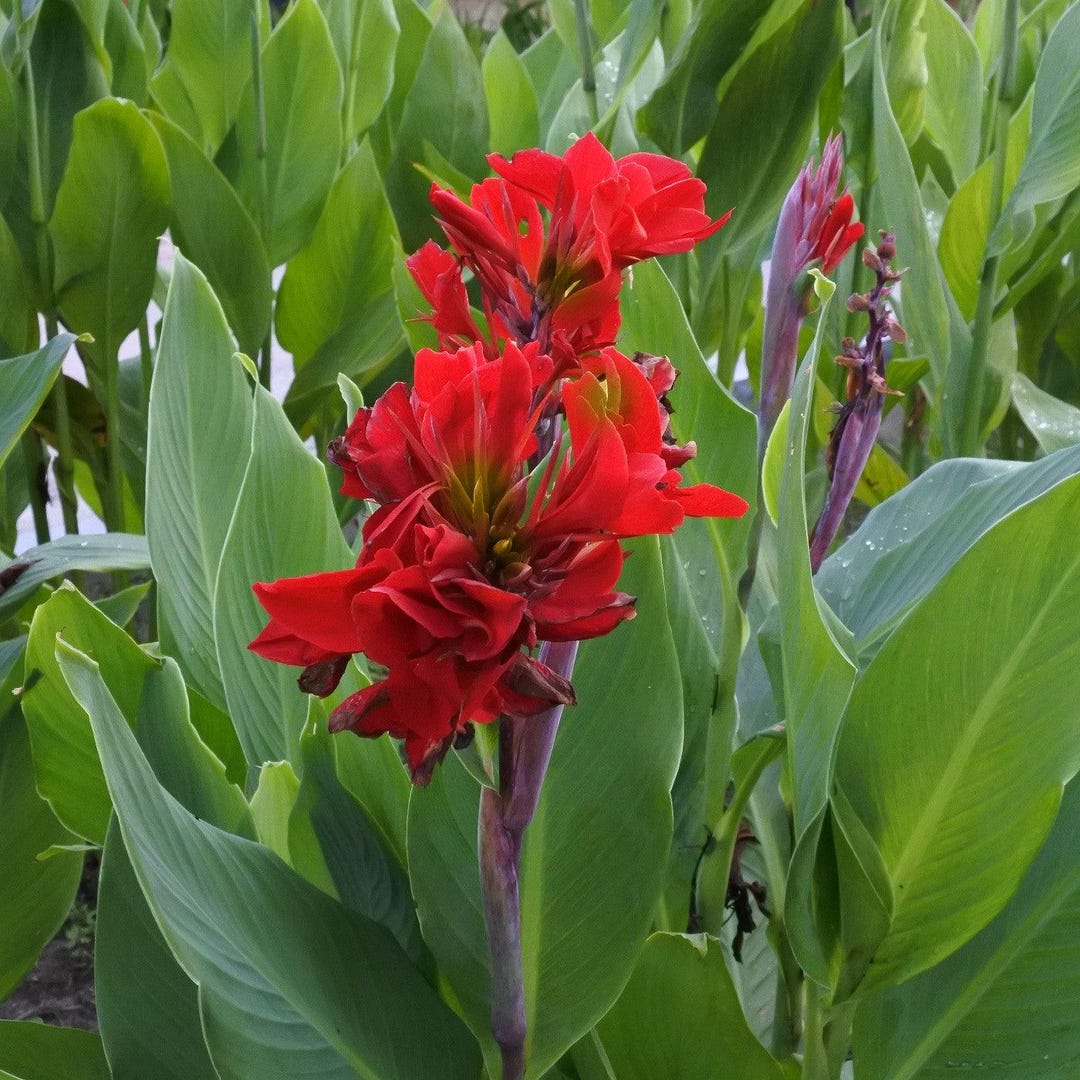 Canna Lily RED DAZZLER Canna Lily With Red Flowers-1 Rhizome/ Bulb - Etsy