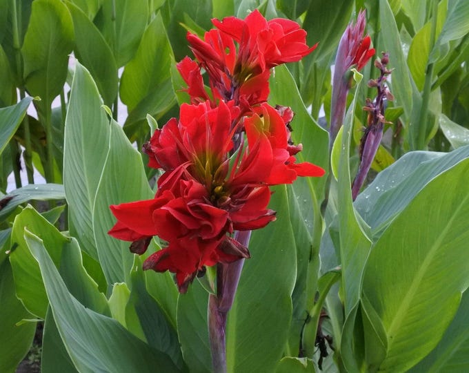 Canna Lily RED DAZZLER Canna Lily With Red Flowers-1 Rhizome/ Bulb - Etsy