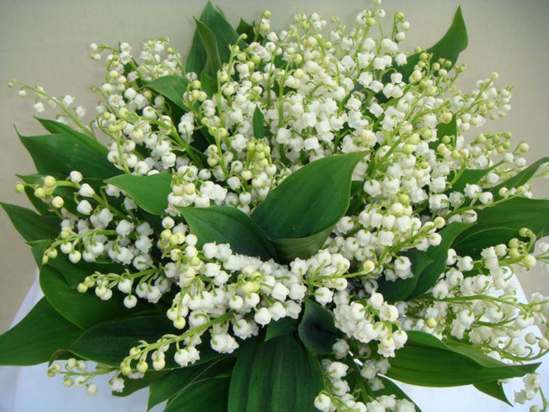 WHITE LILY of the VALLEY-10 Bare Roots, Plants/pips - Etsy