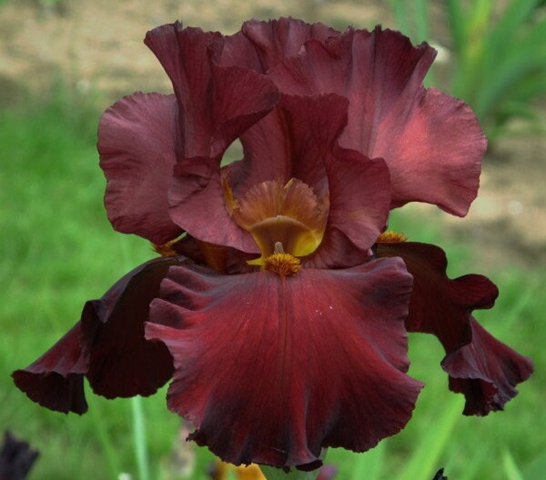 Red Iris NEW CENTURION Tall Bearded German Hardy Flowering - Etsy