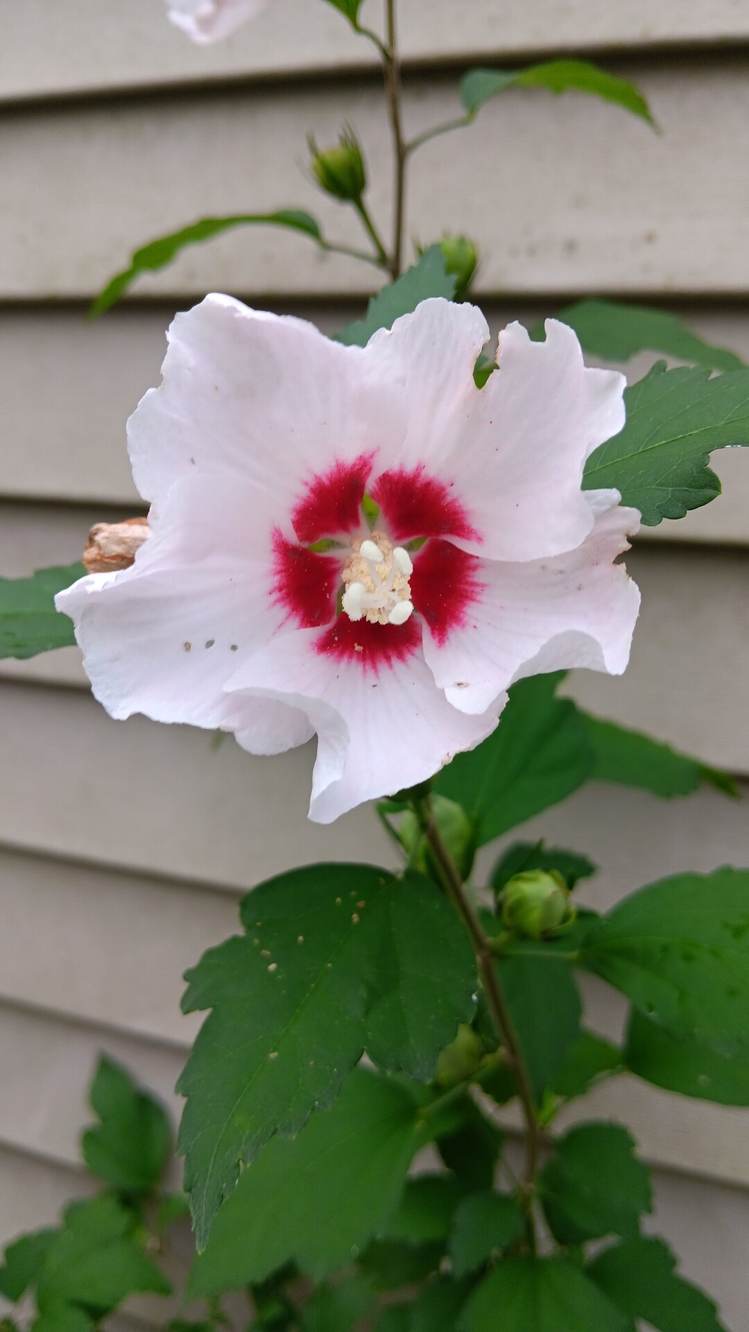 ROSE of SHARON, Hibiscus Syriacus, White Flowers - 6 Hardwood Cuttings ...