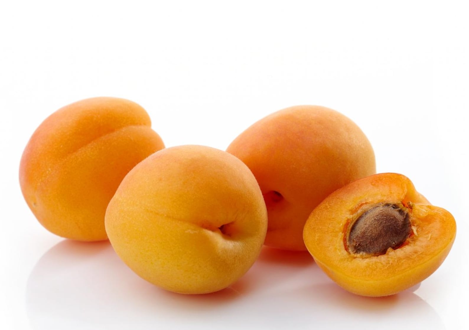MOONGOLD APRICOT "moongold" Prunus Armeniaca,6 Hardwood Organic ...