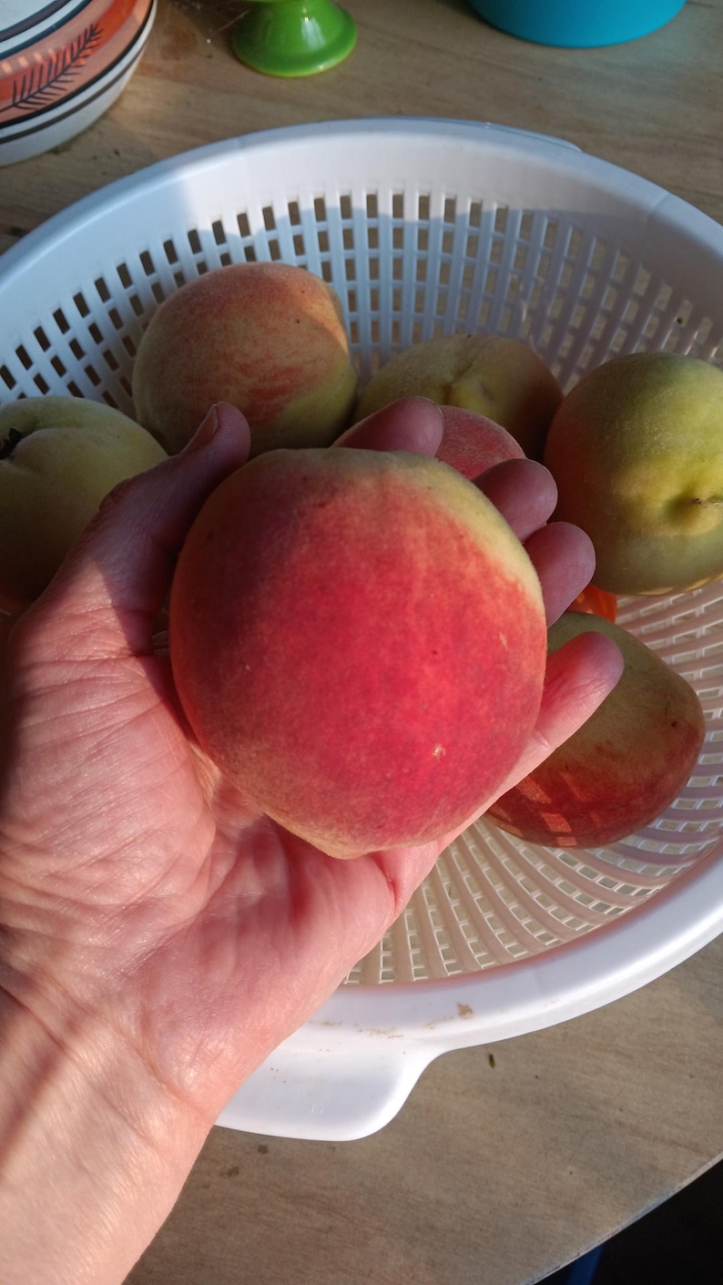 ELBERTA Peach Tree - Hardwood Cuttings, Scion Wood-6 Organic Cuttings ...