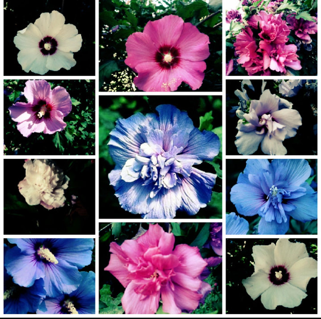 ROSE of SHARON, Hibiscus Syriacus, Althea -30 Seeds Mixed Color Flowers ...