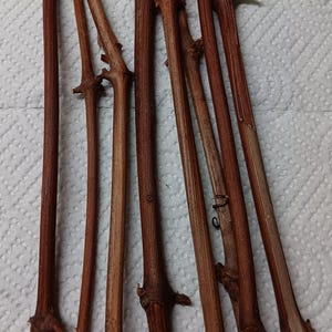 GLENORA SEEDLESS TABLE Grape-4 Cuttings, Organic Scion Wood - Grow Your ...