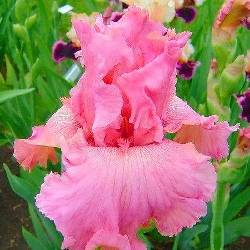 Peach Iris - Etsy