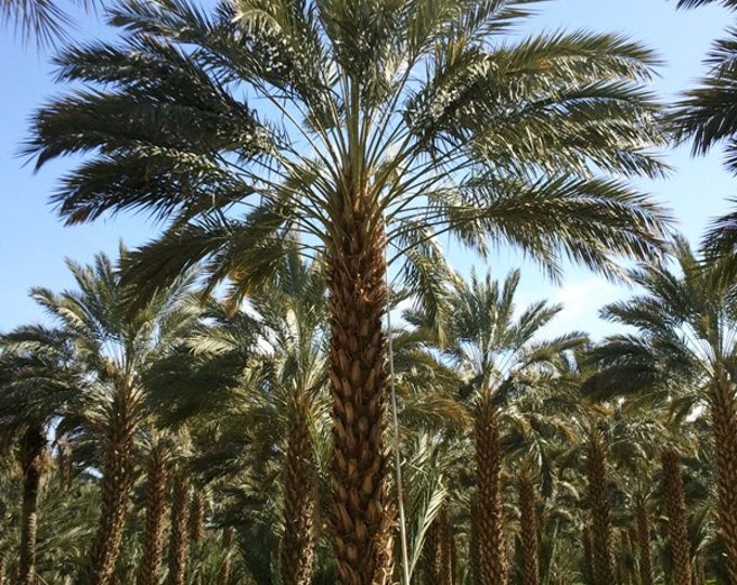 MEDJOOL DATE (phoenix Dactylifera) Palm,fresh - 10 Fresh Seeds - Etsy