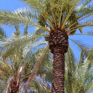 MEDJOOL DATE (phoenix Dactylifera) Palm,fresh - 10 Fresh Seeds - Etsy