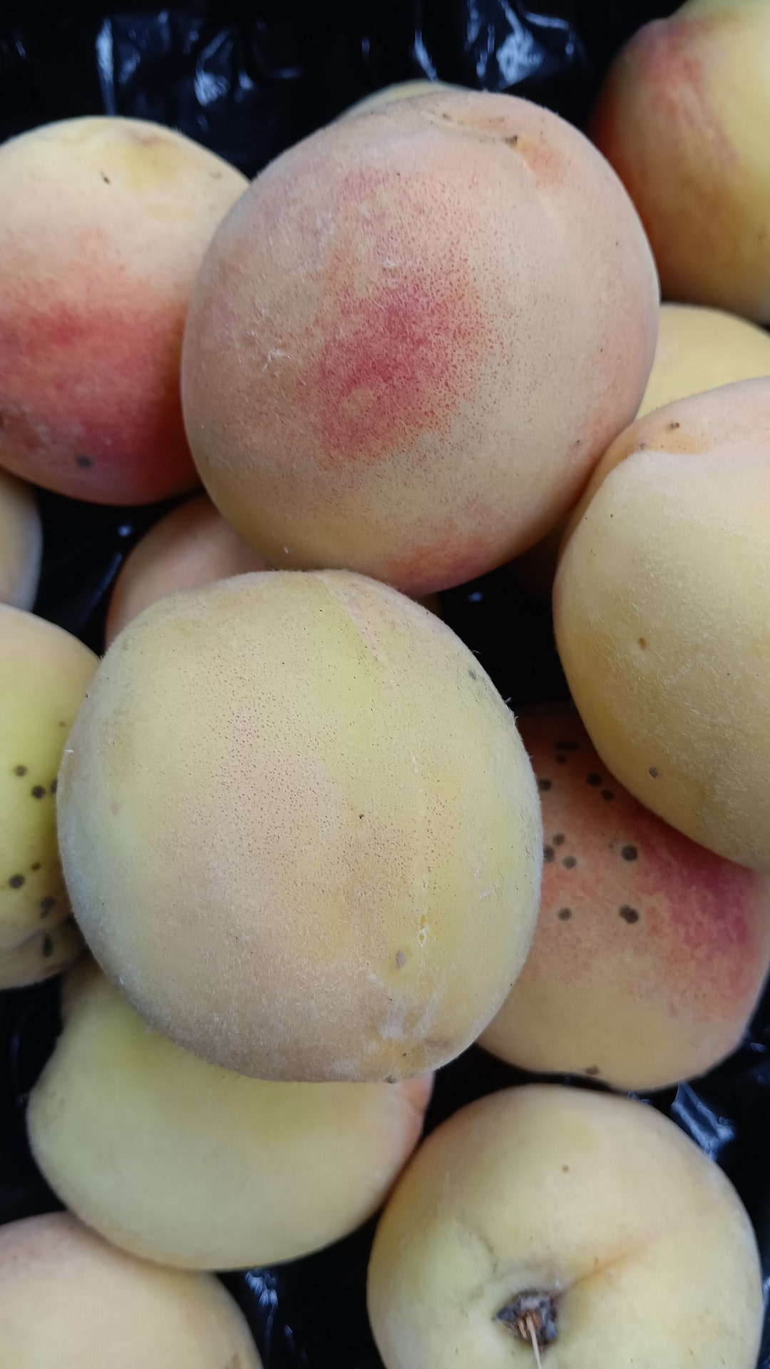 ELBERTA Peach Tree - Hardwood Cuttings, Scion Wood-6 Organic Cuttings ...