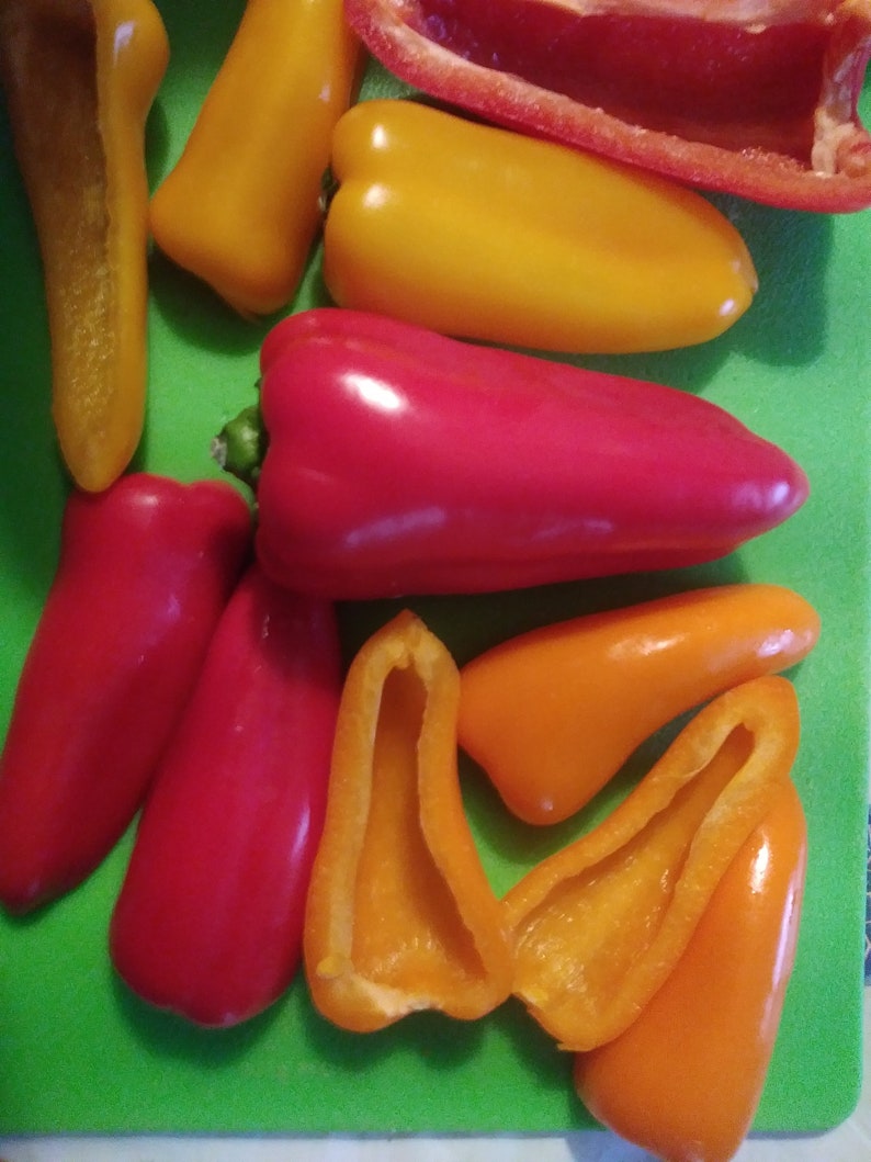 Rainbow Mix of Lunch Size MINI Sweet Pepper Heirloom 20 - Etsy