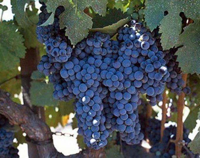 CABERNET SAUVIGNON GRAPE- 4 Cuttings, Organic Scion Wood - Grow Your ...