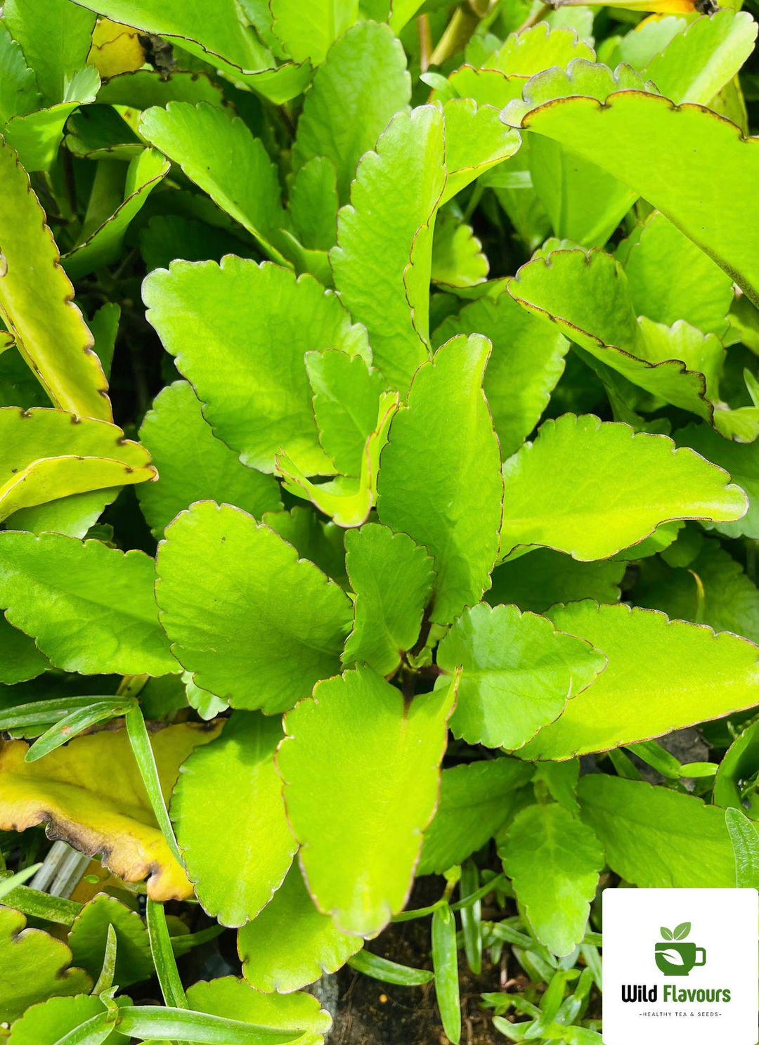 Miracle Leaves, Dried Botanical Leaves for Tea, Home Décor, Eco ...