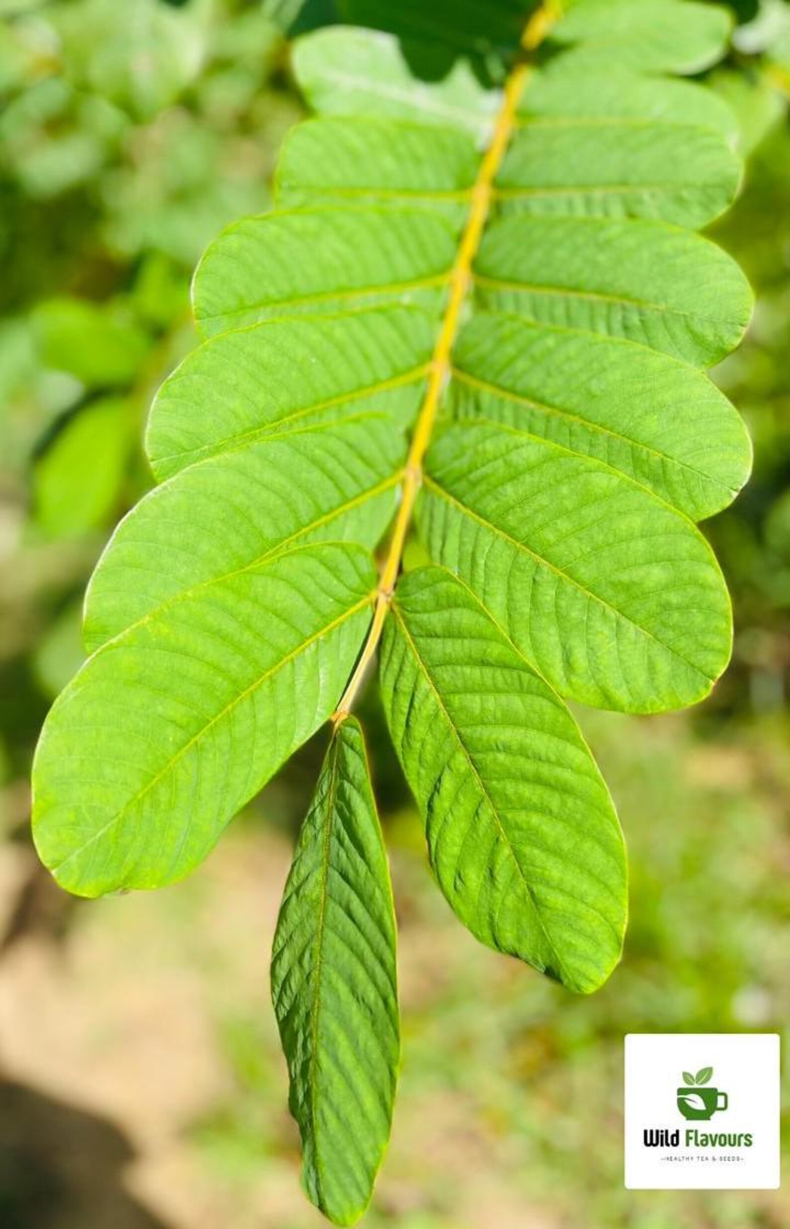 Candlebush Leaves Dried | Senna Alata Leaves | Natural Botanical Tea ...