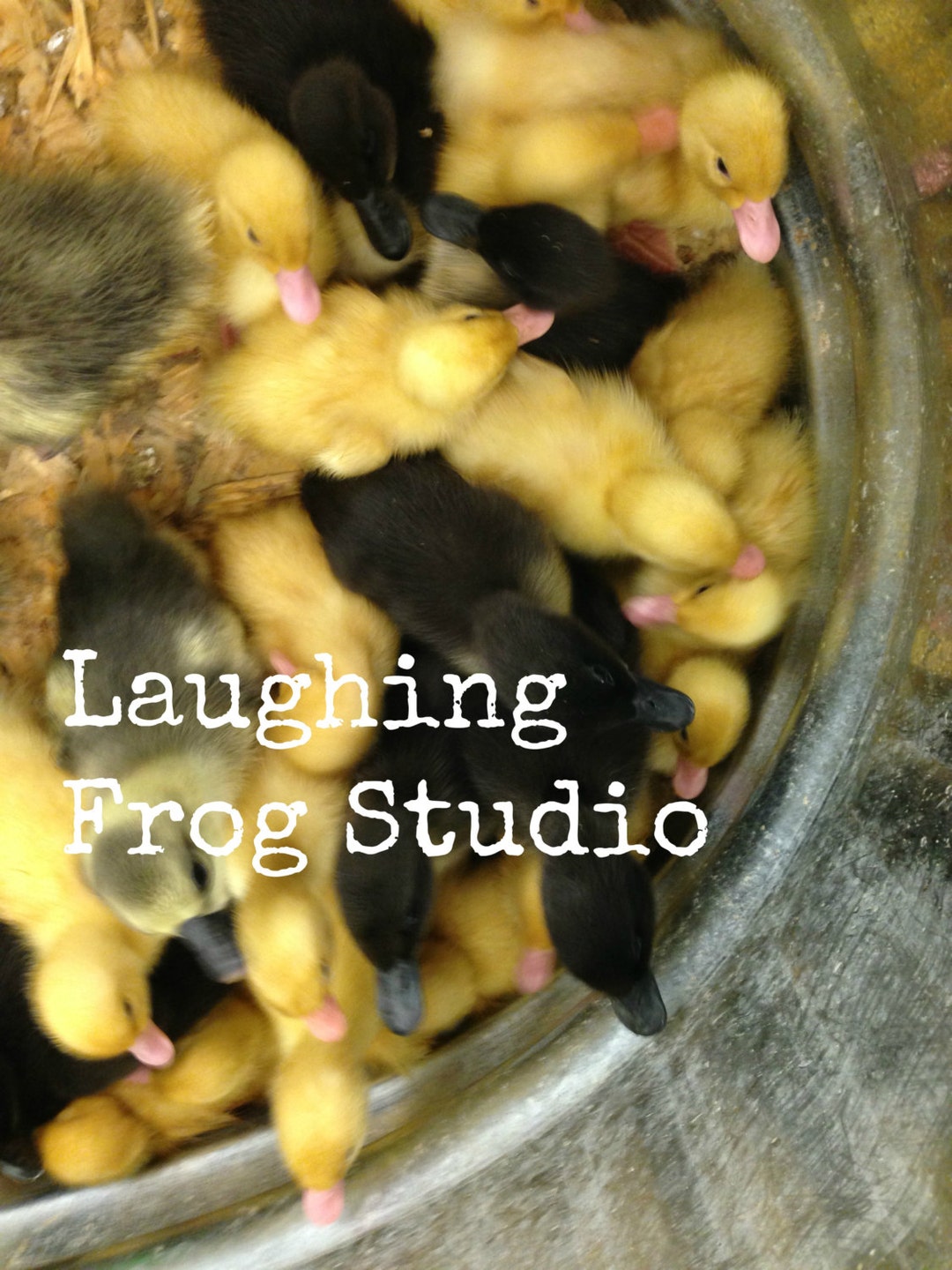 Bucket of Ducklings Stock Photo – Black and Yellow Ducks (digital ...