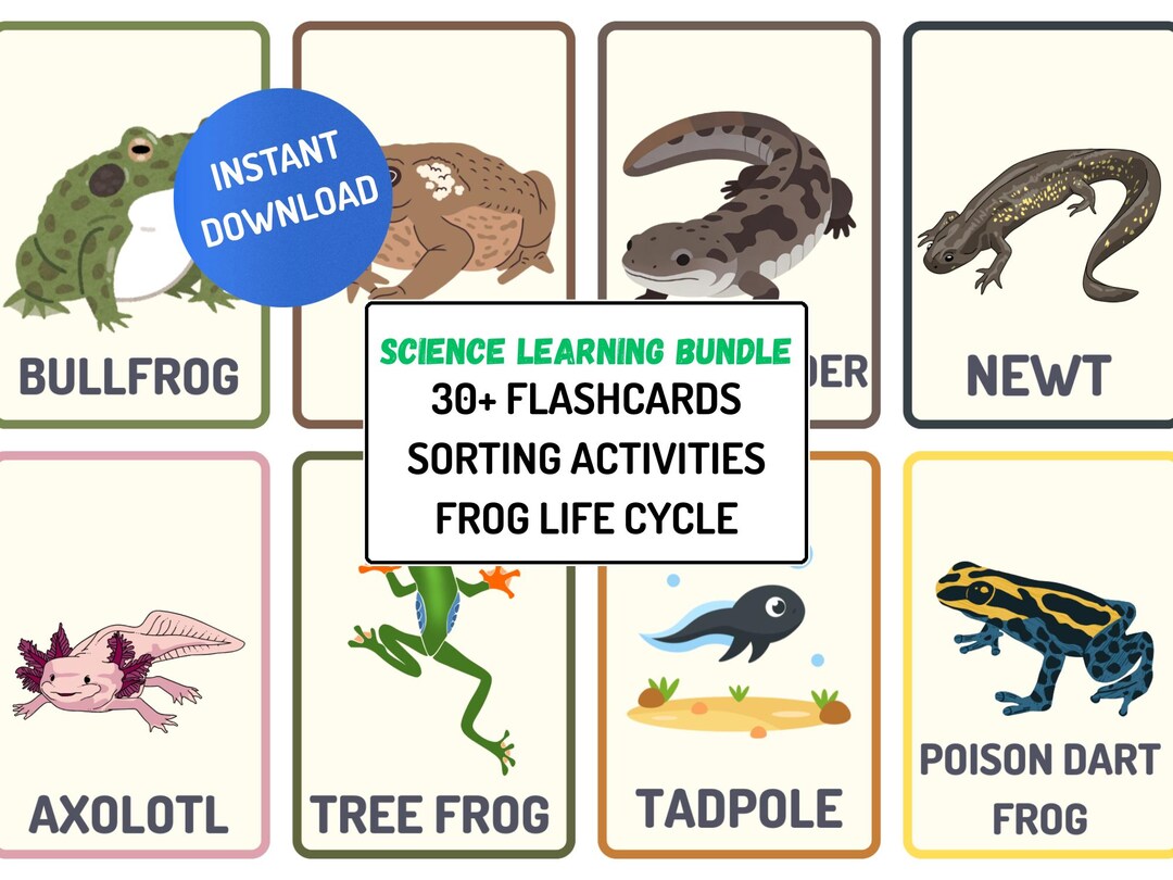 Insect, Reptile & Amphibian Flashcards Bundle | Frog Life Cycle ...