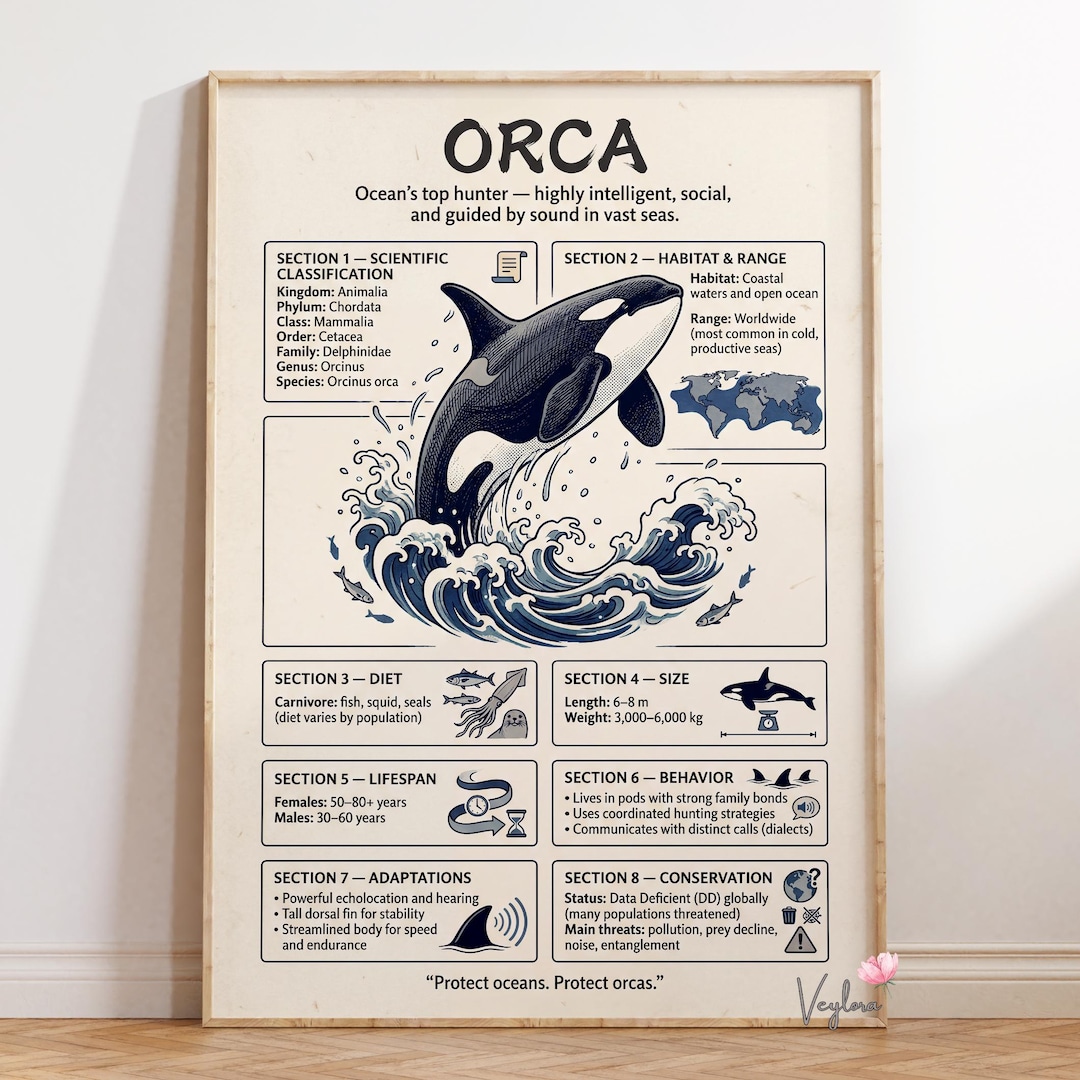 Orca Infographic Poster | Killer Whale Wall Art | Marine Life ...