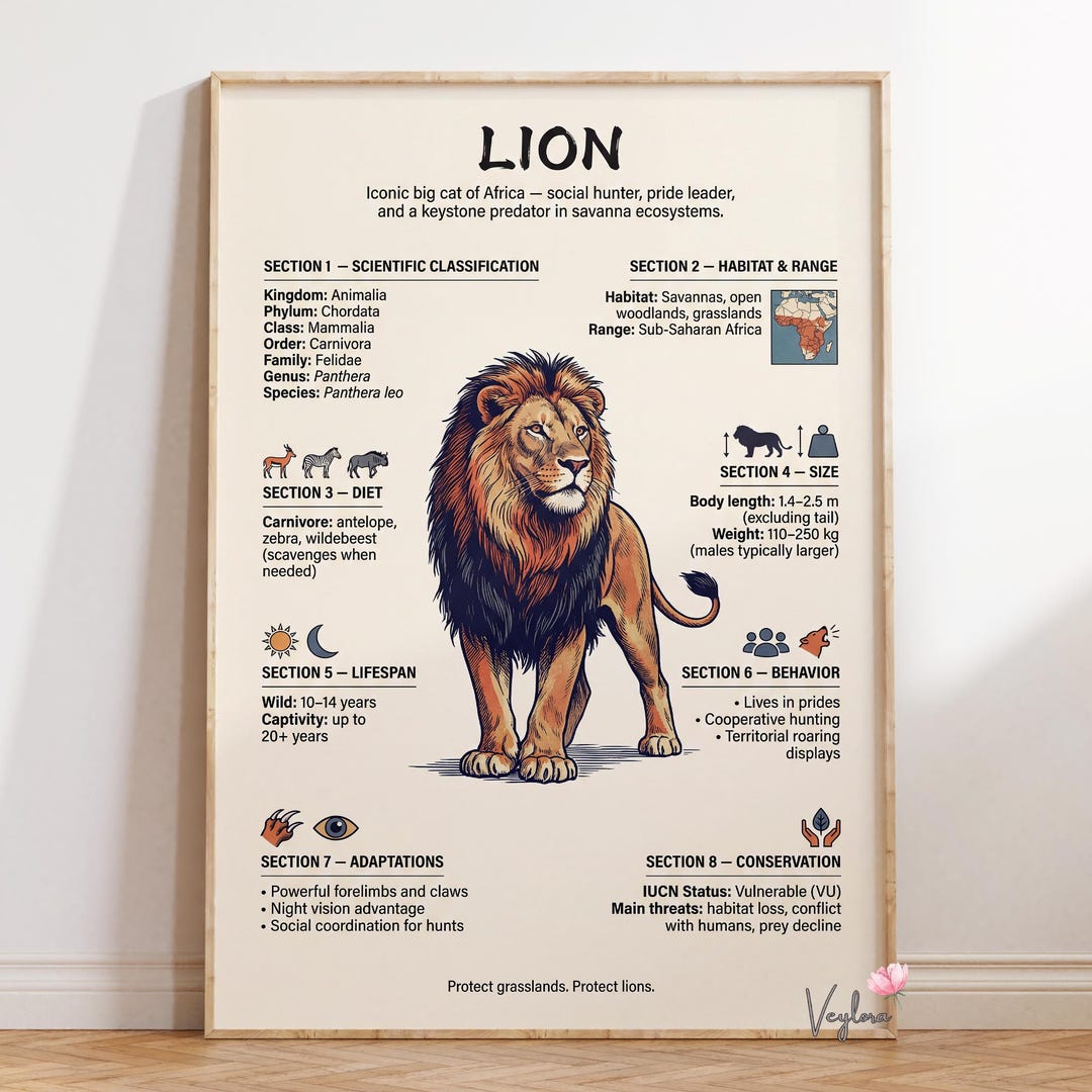 Lion Infographic Poster | Educational Wildlife Illustration | Animal ...