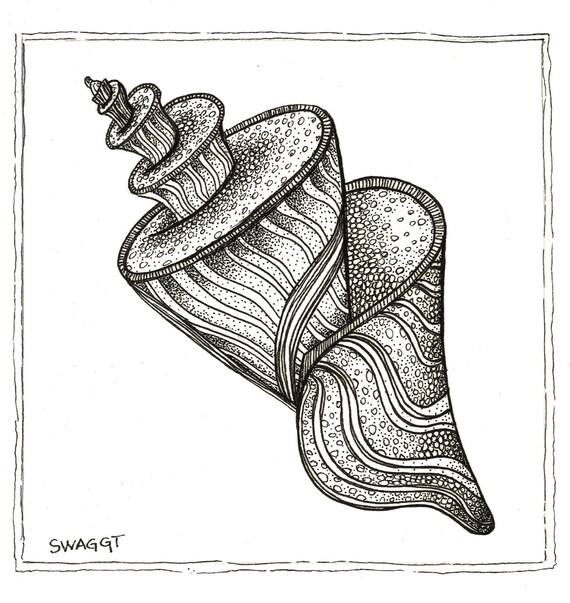 Conch Shell Ink Drawing