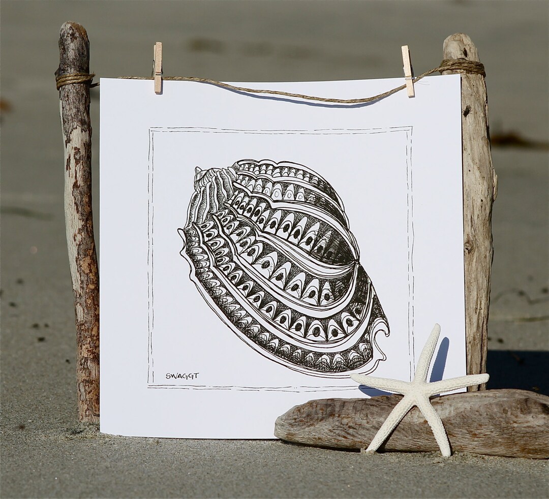 Print of Black and White Conch Shell II Pen and Ink Drawing - Etsy