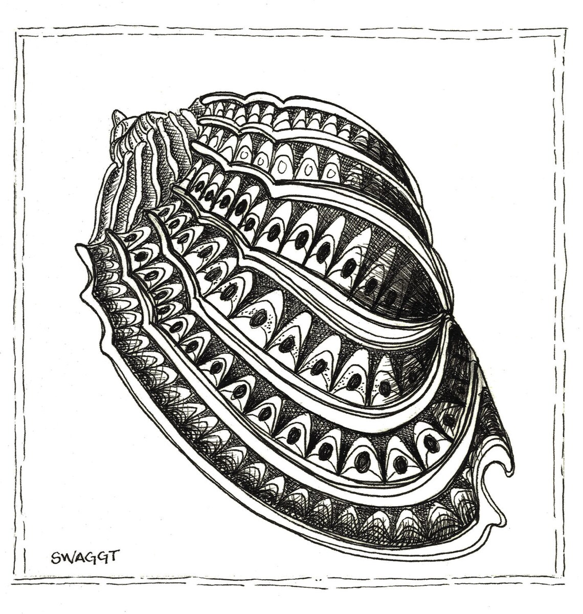 Print of black and white Conch Shell II pen and ink drawing | Etsy