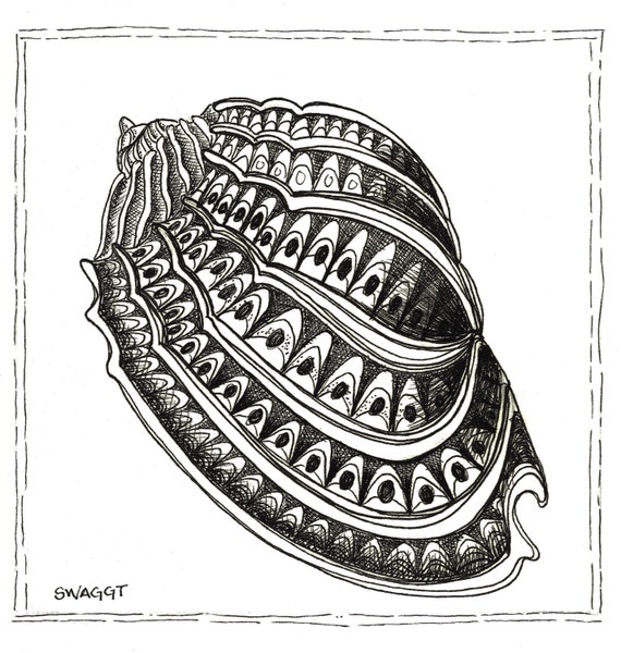 Conch Shell Ink Drawing