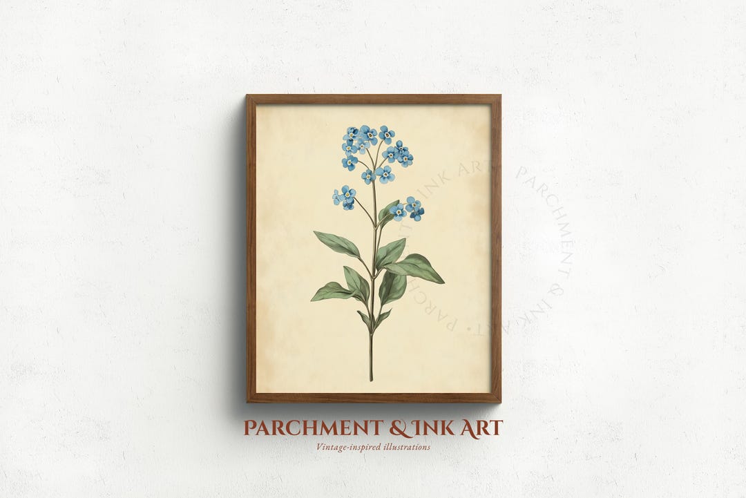 Antique Forget-me-not Botanical Print – Vintage Blue Wildflower Art ...