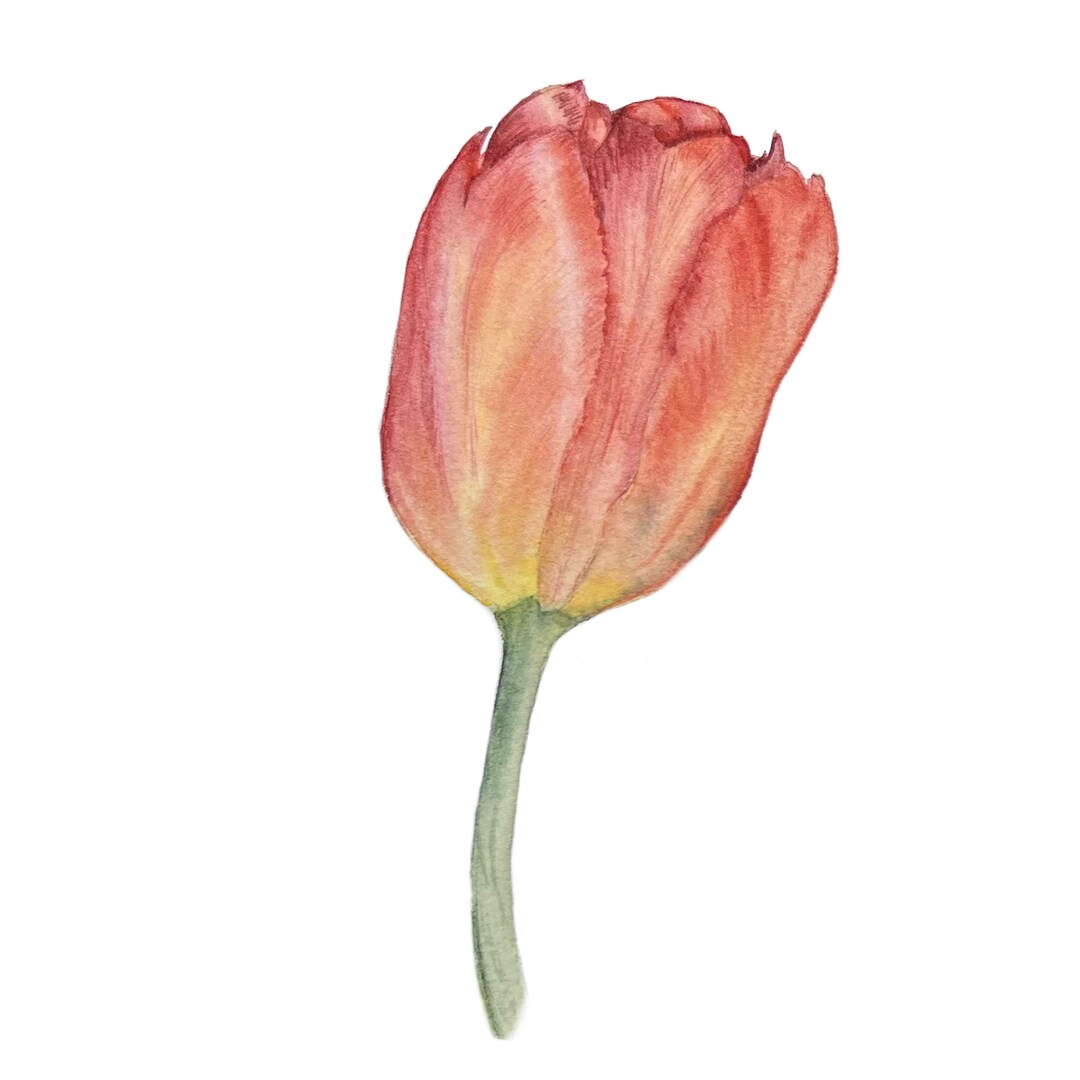 March Birth Flower Tulip Printable Wall Art | Orange Watercolor ...