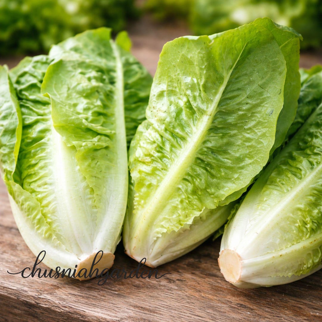 Little Gem Lettuce Seeds 500 Count | Heirloom Non GMO | Mini Romaine ...