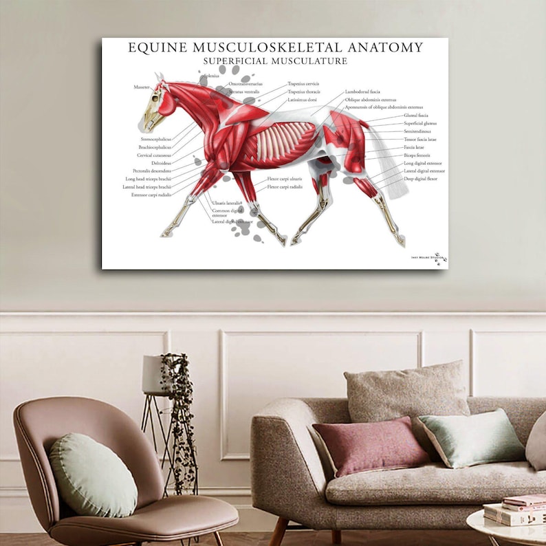 Horse Musculoskeletal Anatomy Poster, Equine Medical Art - Etsy