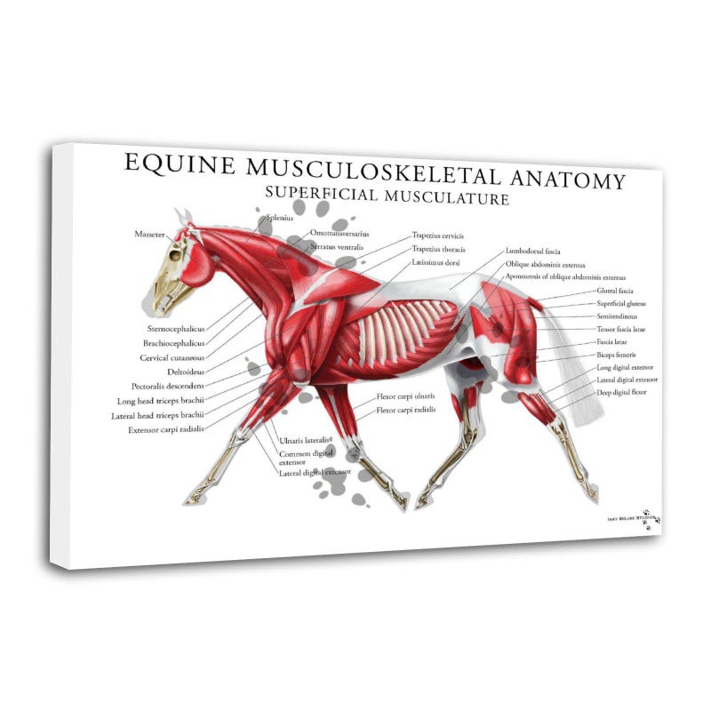 Horse Artwork for Bedroom - Etsy