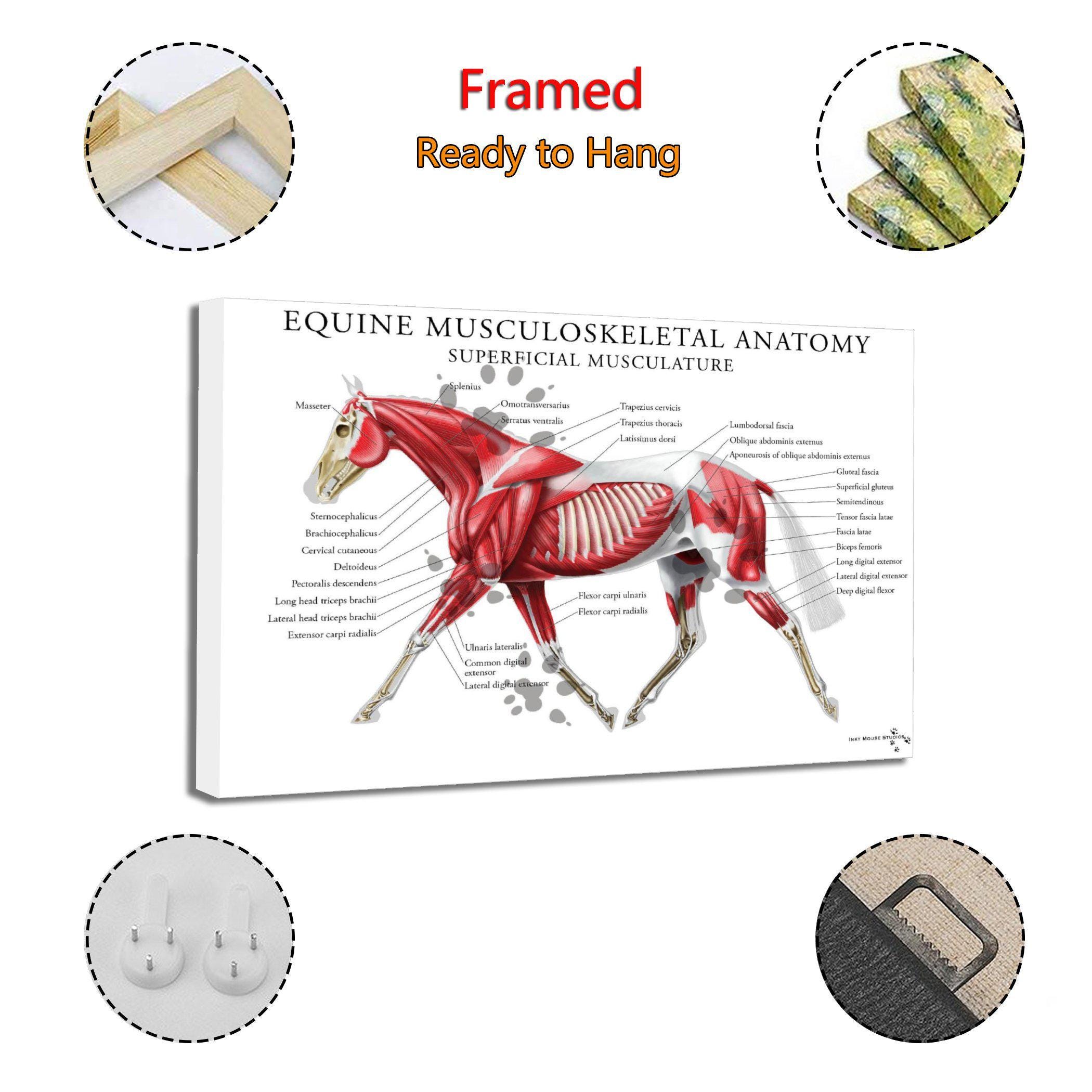 Horse Musculoskeletal Anatomy Poster, Equine Medical Art - Etsy
