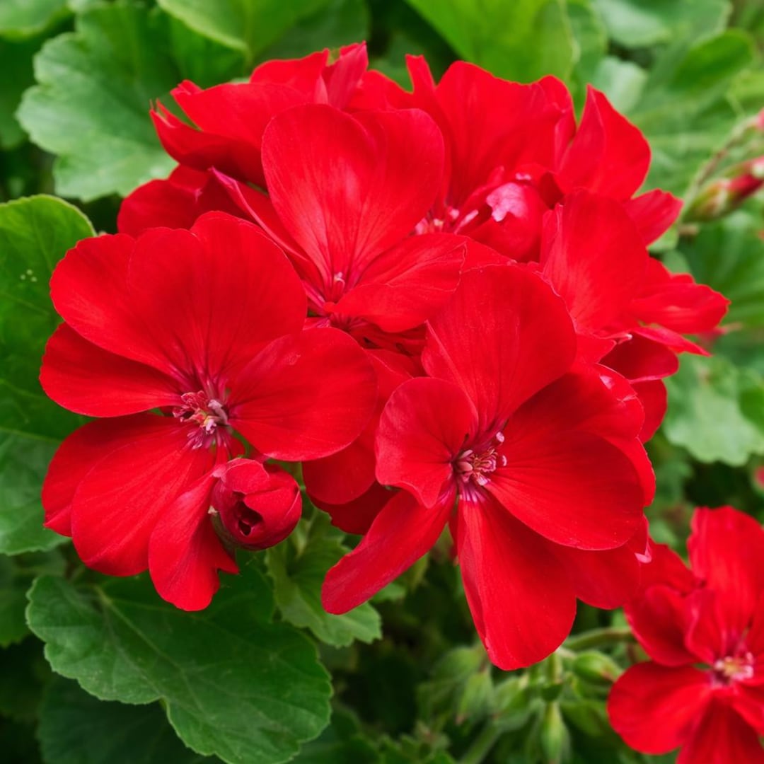 Calliope Dark Red Geranium Seeds, Container & Border Plants (25 Seeds ...