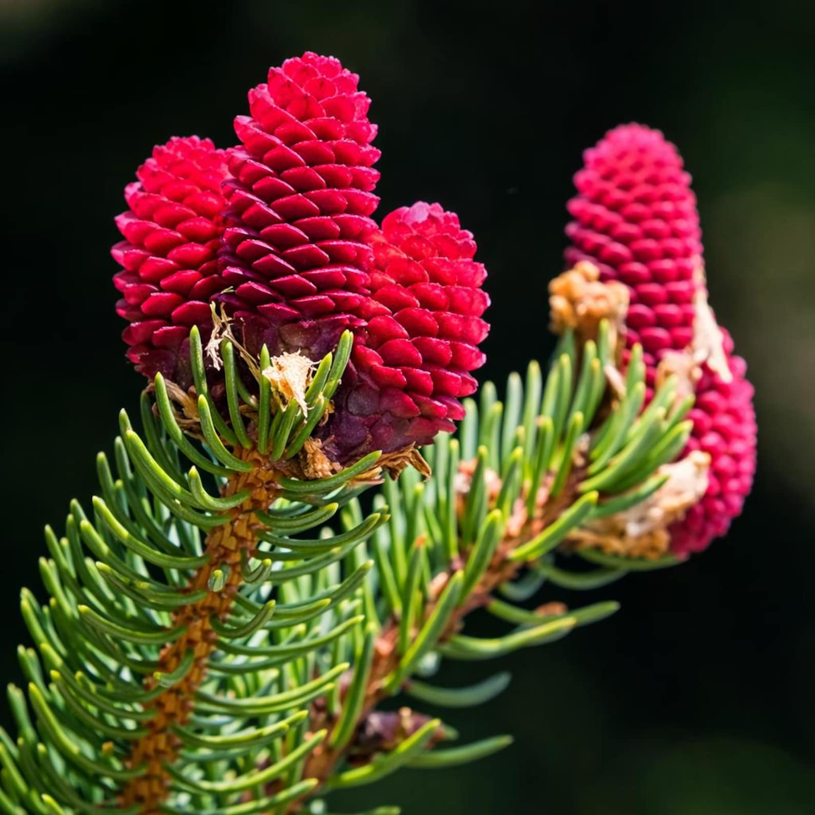 50 Red Spruce Seeds (picea Rubens), Native Evergreen Conifer Tree - Etsy