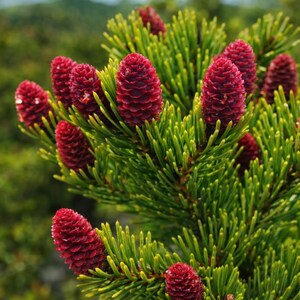 50 Red Spruce Seeds (picea Rubens), Native Evergreen Conifer Tree - Etsy